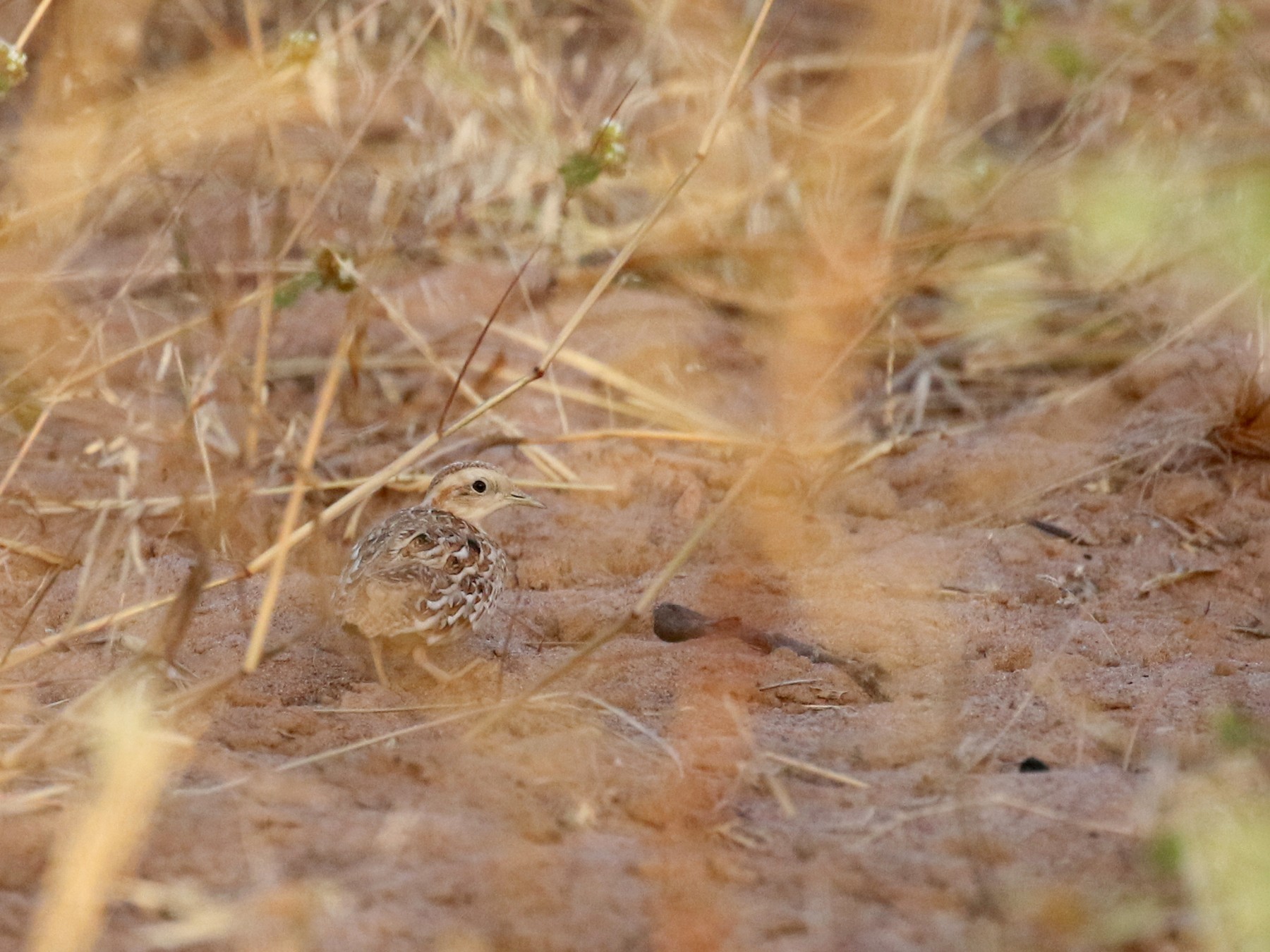 Torillo Alaudino - eBird