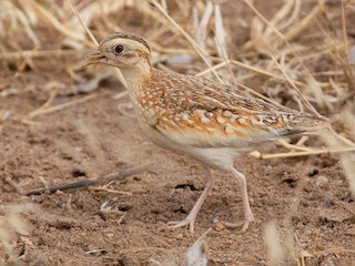 Quail-plover - eBird