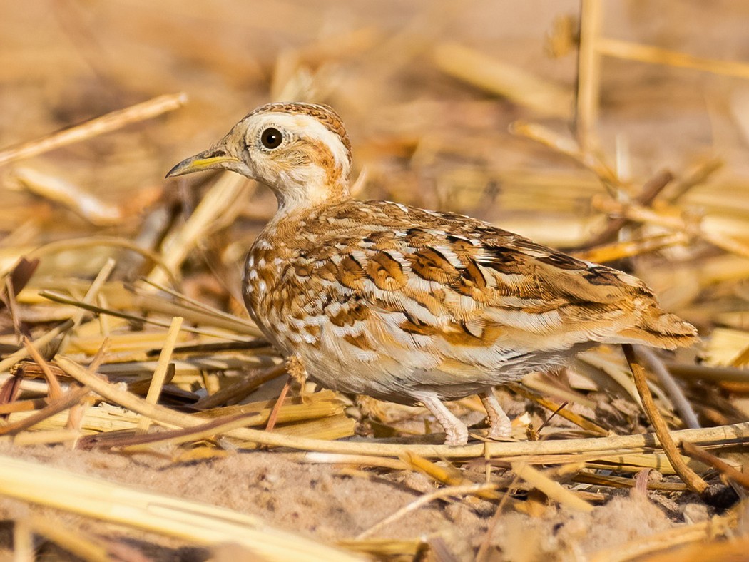 Torillo Alaudino - eBird
