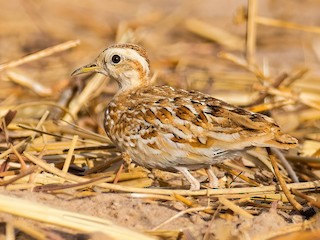 Quail-plover - eBird