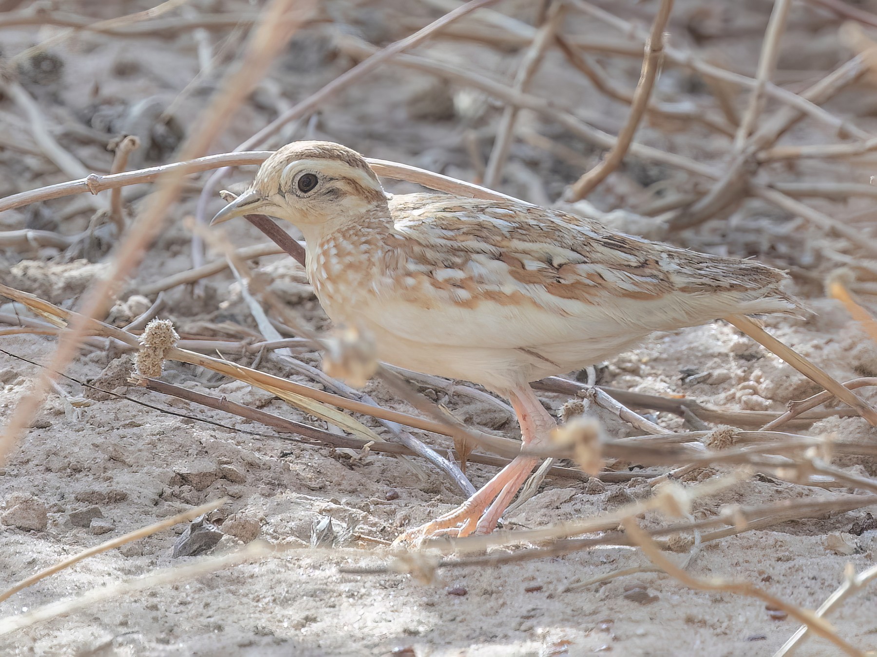 Quail-plover - eBird