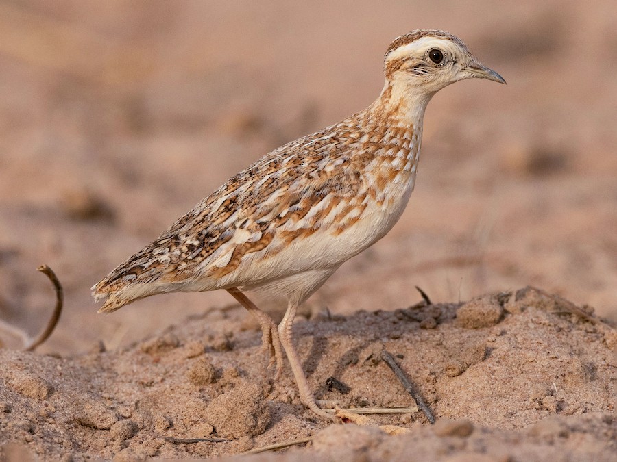 Quail-plover - eBird