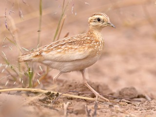Quail-plover - eBird