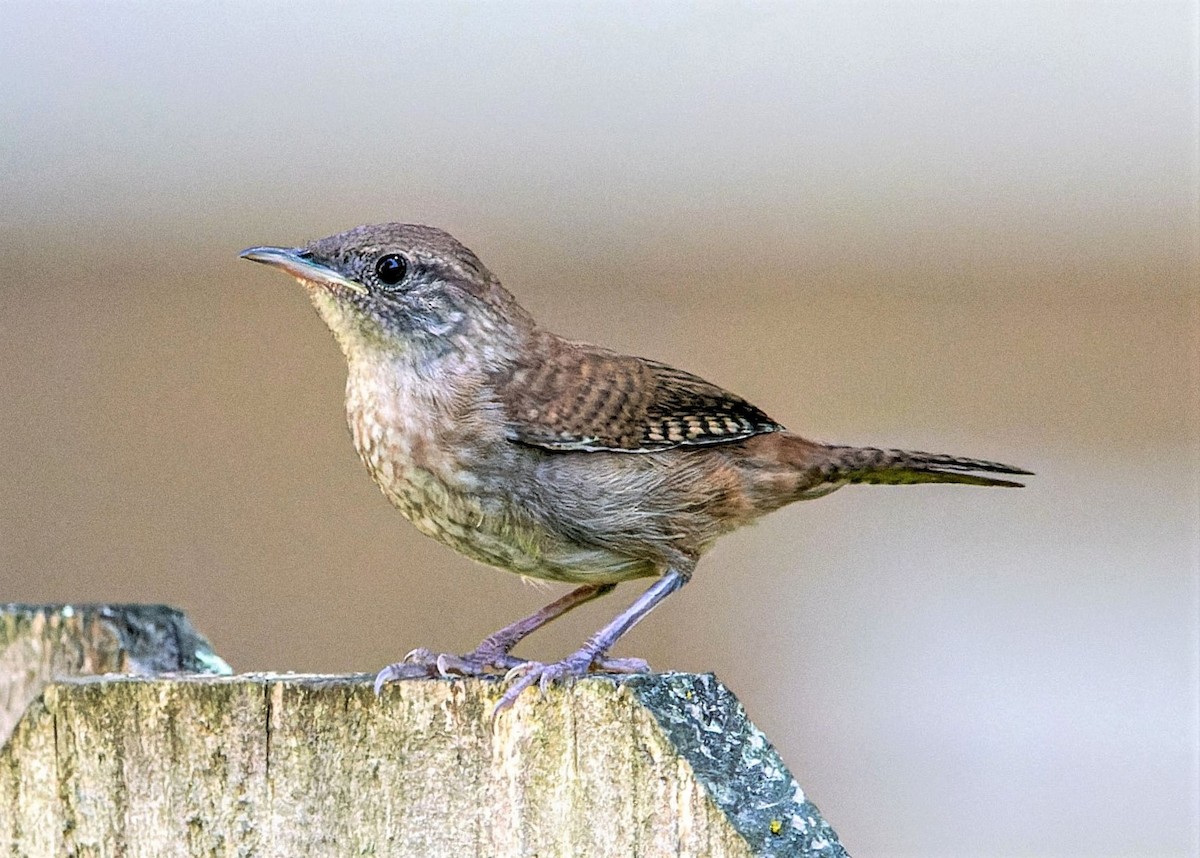 eBird Checklist - 20 Aug 2023 - Worthington Hills, Columbus - 12 species