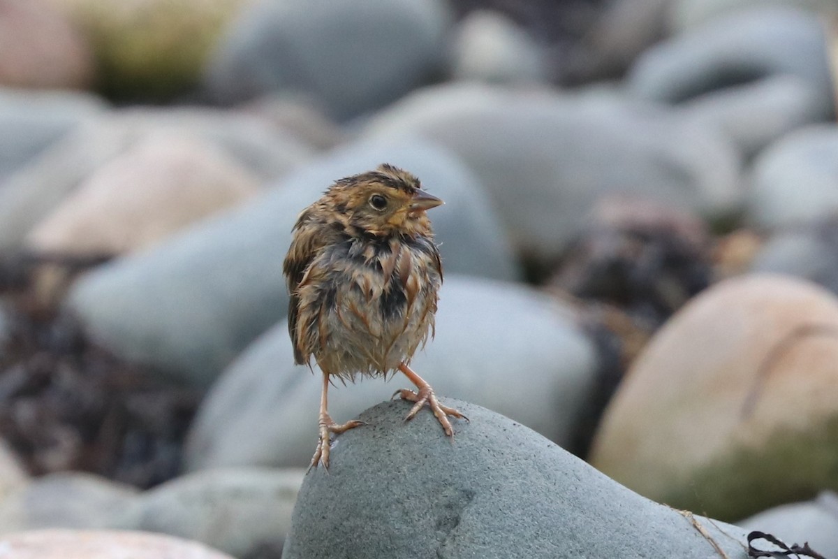 eBird Checklist - 21 Aug 2023 - Hartlen Point - 41 species