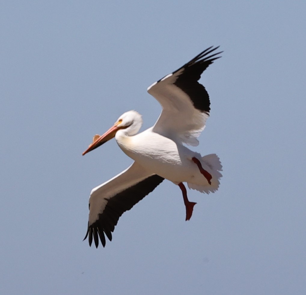 eBird Checklist - 15 Apr 2023 - Lake Livingston Dam & Spillway - 21 species