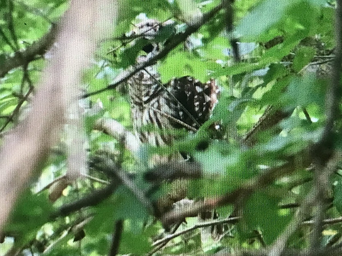 eBird Checklist - 21 Aug 2023 - Middle Run Natural Area - 28 species