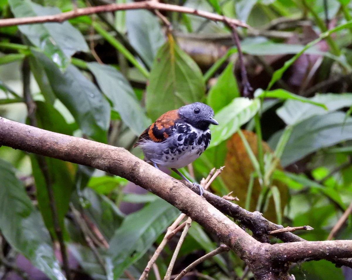 eBird Checklist - 21 Aug 2023 - Arenal Observatory Lodge - 64 species