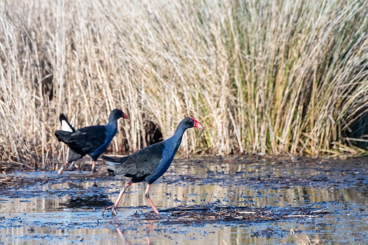 eBird Checklist - 21 Aug 2023 - Hunter Wetlands National Park--Ash ...