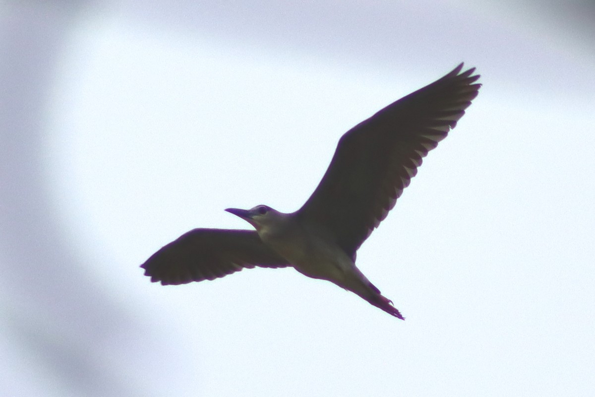 eBird Checklist - 22 Aug 2023 - Lag-asan, Bago City - 14 species (+2 ...