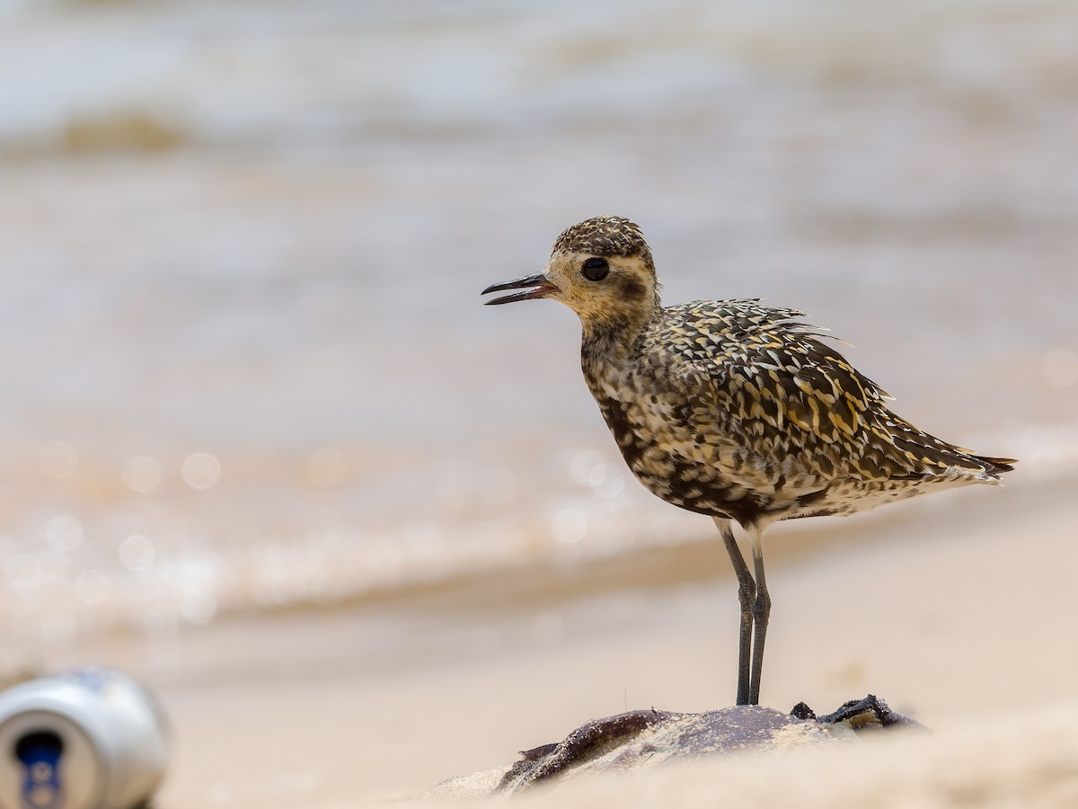 eBird Checklist - 22 Aug 2023 - Po Toi Island - 17 species