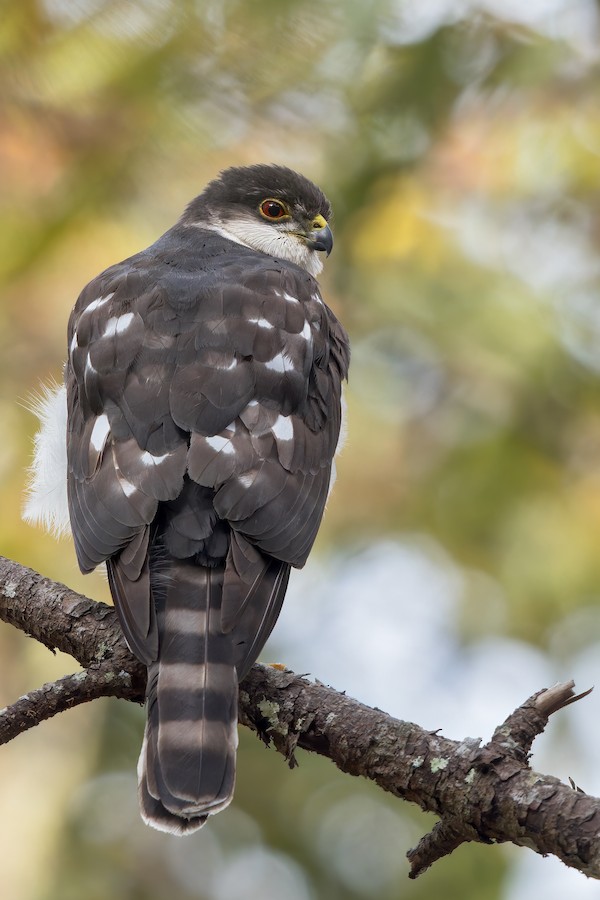 Sharp-shinned Hawk (White-breasted) - eBird
