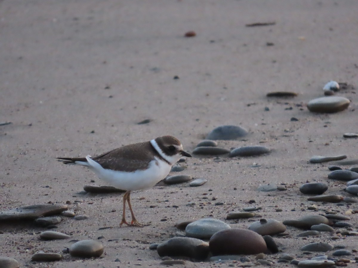 eBird Checklist - 22 Aug 2023 - Headlands Dunes State Nature Preserve ... eBird Checklist - 22 Aug 2023 - Headlands Dunes State Nature Preserve ...