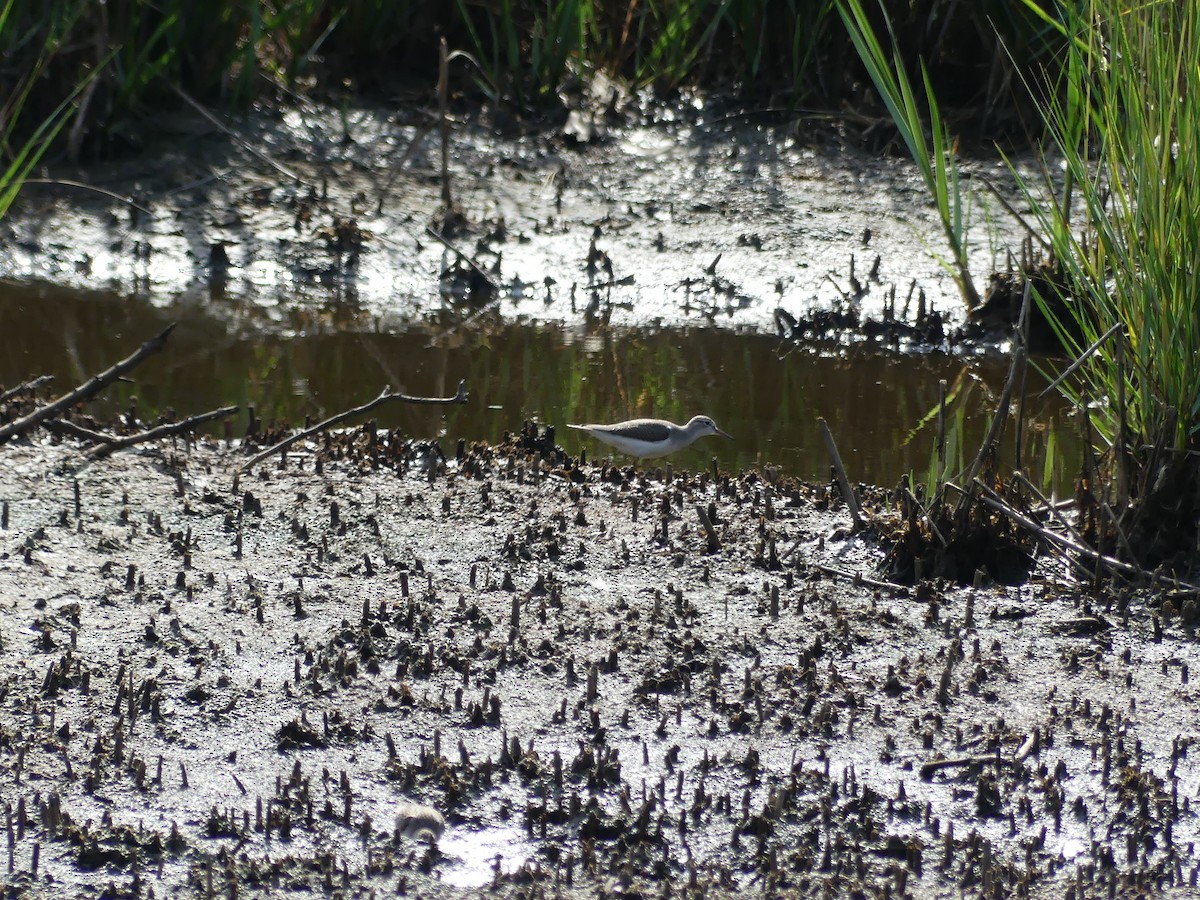 eBird Checklist - 22 Aug 2023 - Old Wharf Rd. Marsh Chatham - 10 species