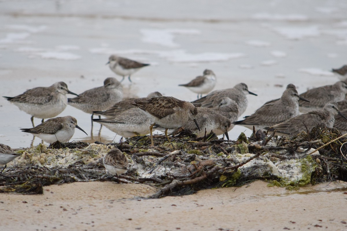 eBird Australia Checklist - 16 Oct 2016 - Stockyard Point - 27 species