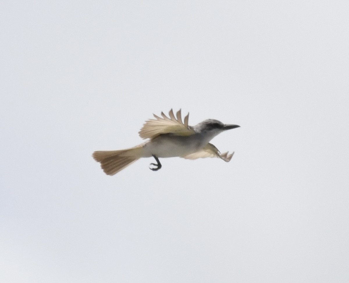 eBird Checklist - 22 Aug 2023 - 1601 S Federal Hwy, Boynton Beach US-FL ...