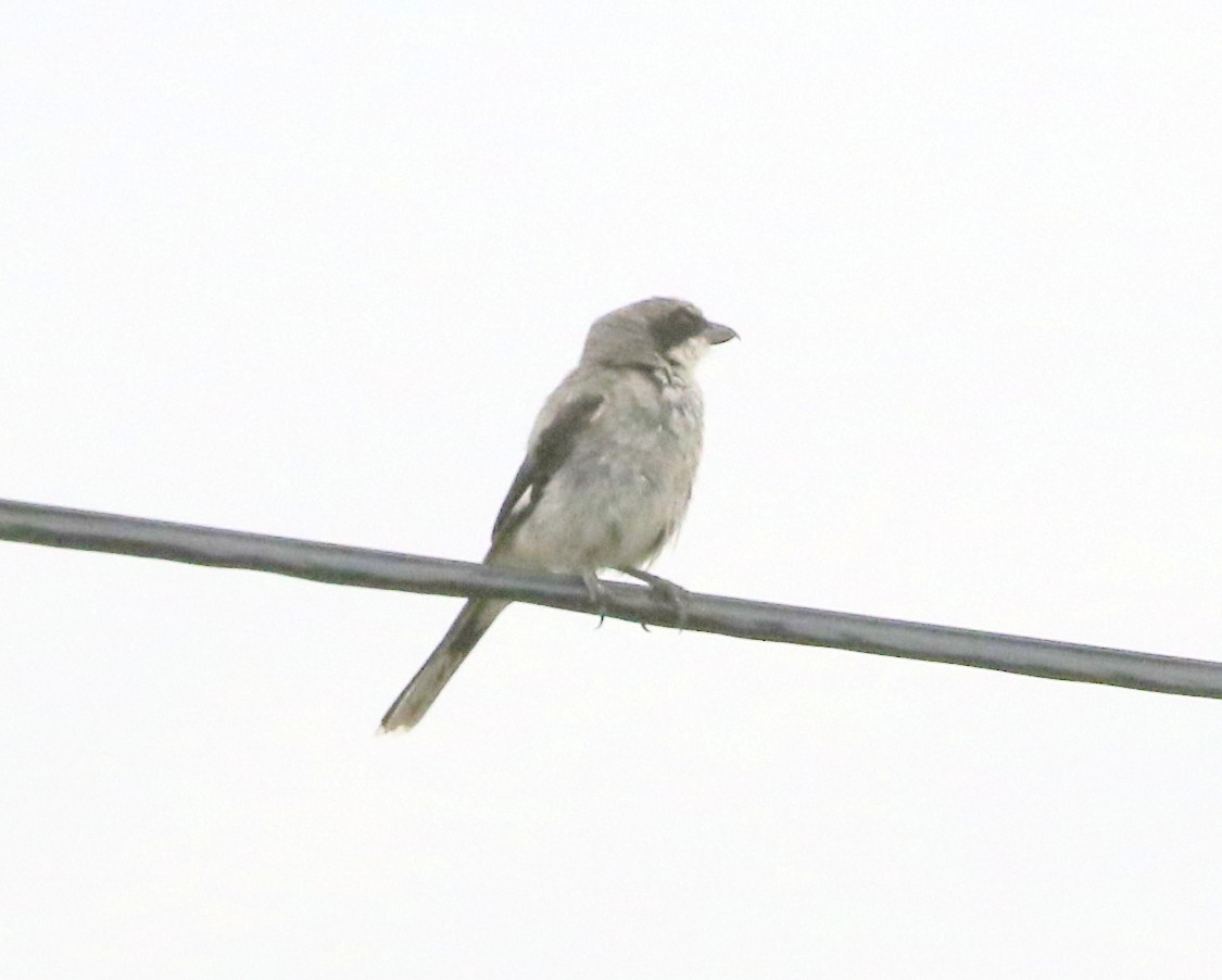 eBird Checklist - 19 Aug 2023 - Madera Canyon--Proctor Rd. - 3 species