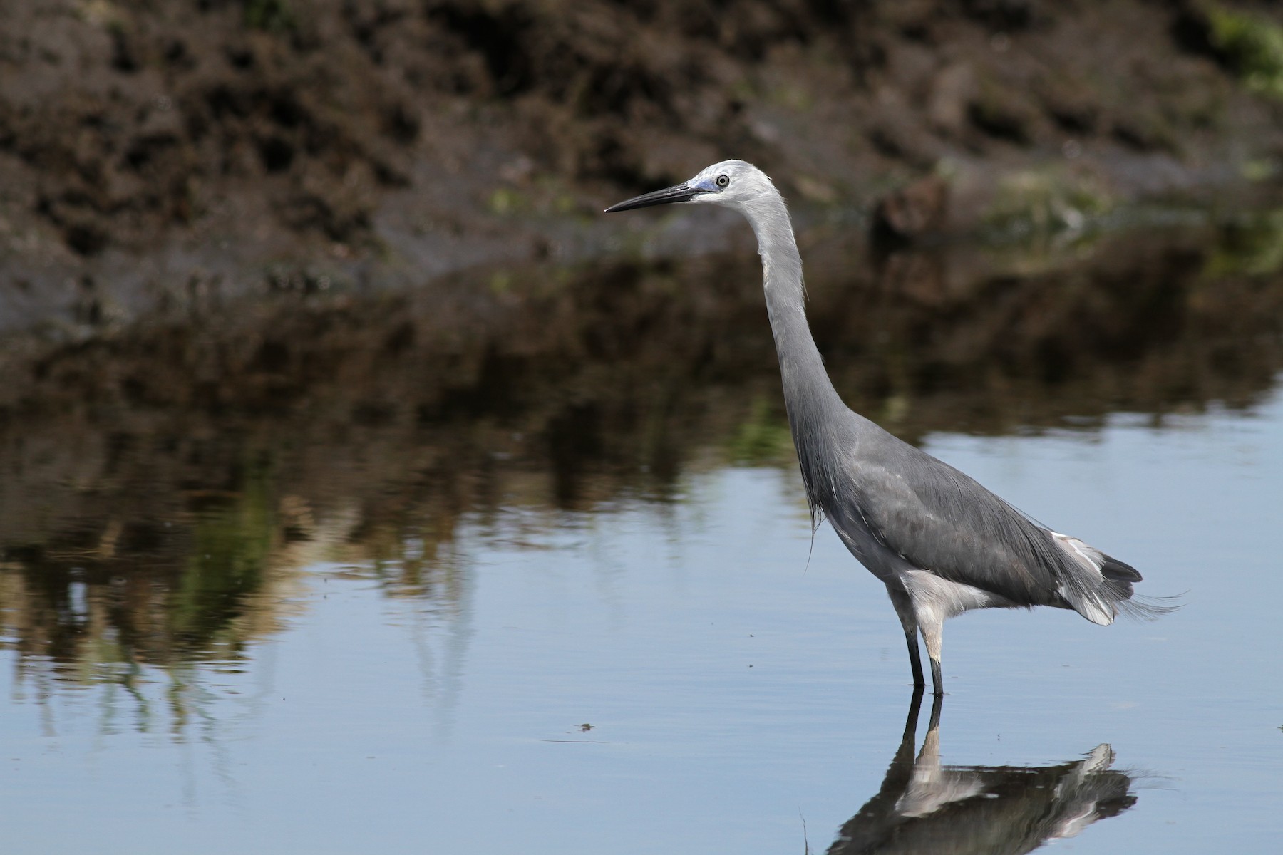 snöhäger x trefärgad häger (hybrid) - eBird