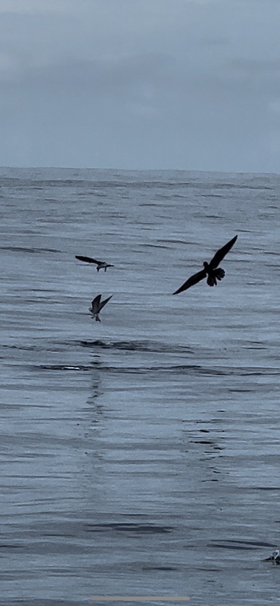 eBird Checklist - 22 Aug 2023 - Tamarindo offshore - 7 species eBird Checklist - 22 Aug 2023 - Tamarindo offshore - 7 species
