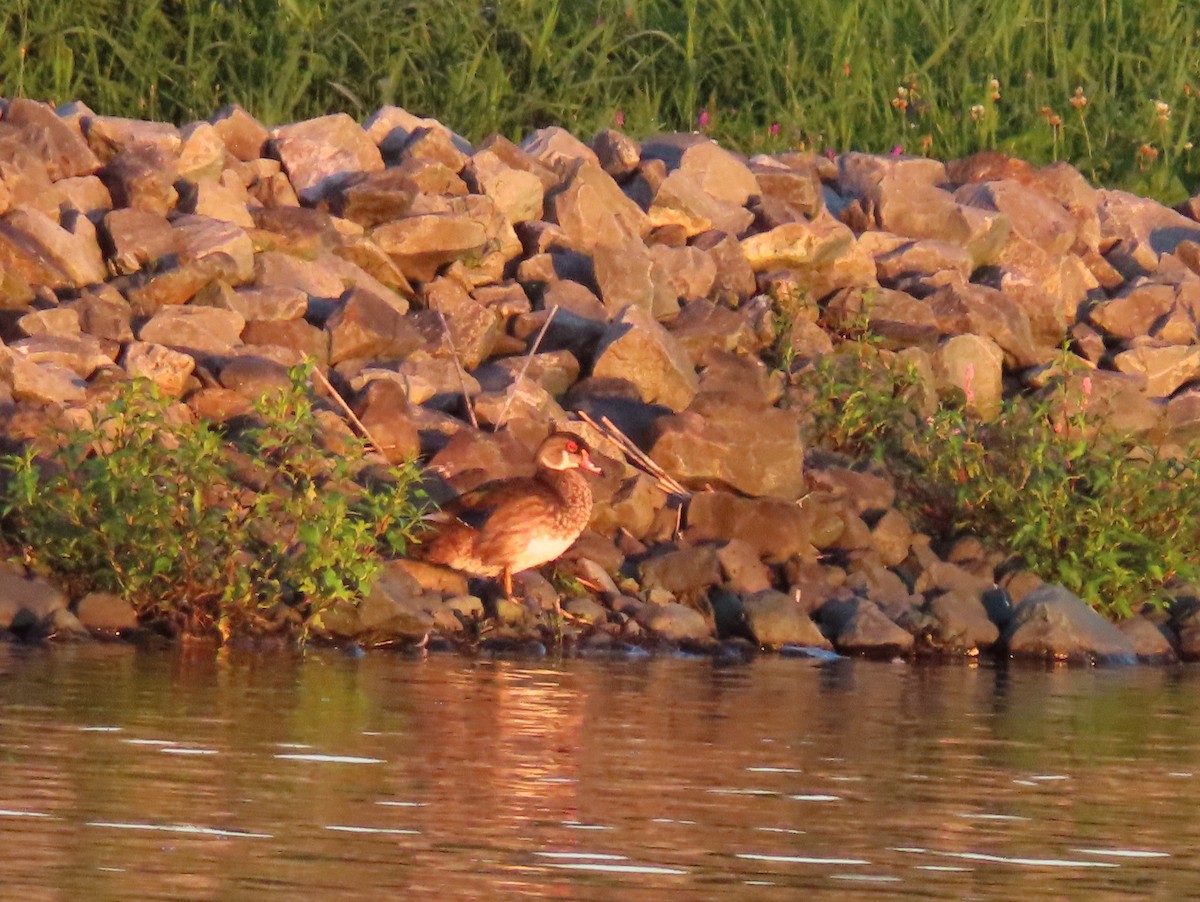 eBird Québec Checklist - 22 Aug 2023 - RF Cap-St-Ignace - 46 species ...
