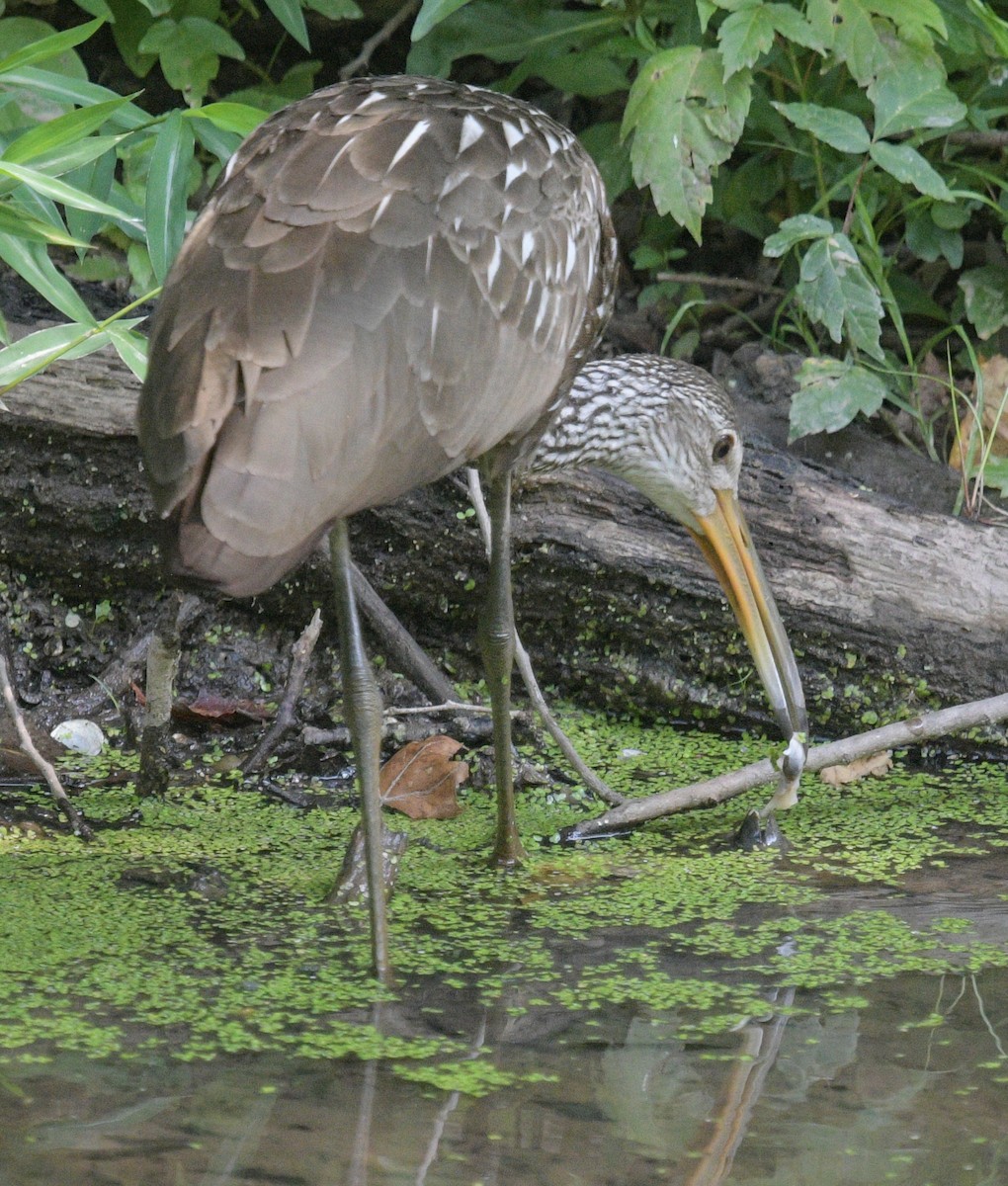 Maryland-DC Breeding Bird Atlas Checklist - 22 Aug 2023 - C&O Canal ...