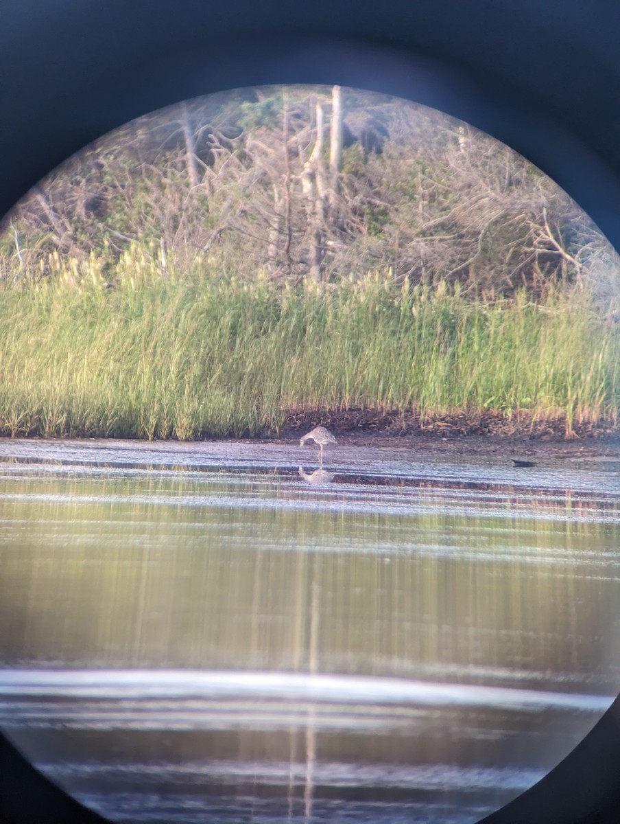 eBird Checklist - 22 Aug 2023 - Chemin de la Rivière, Portage-du-Cap ...