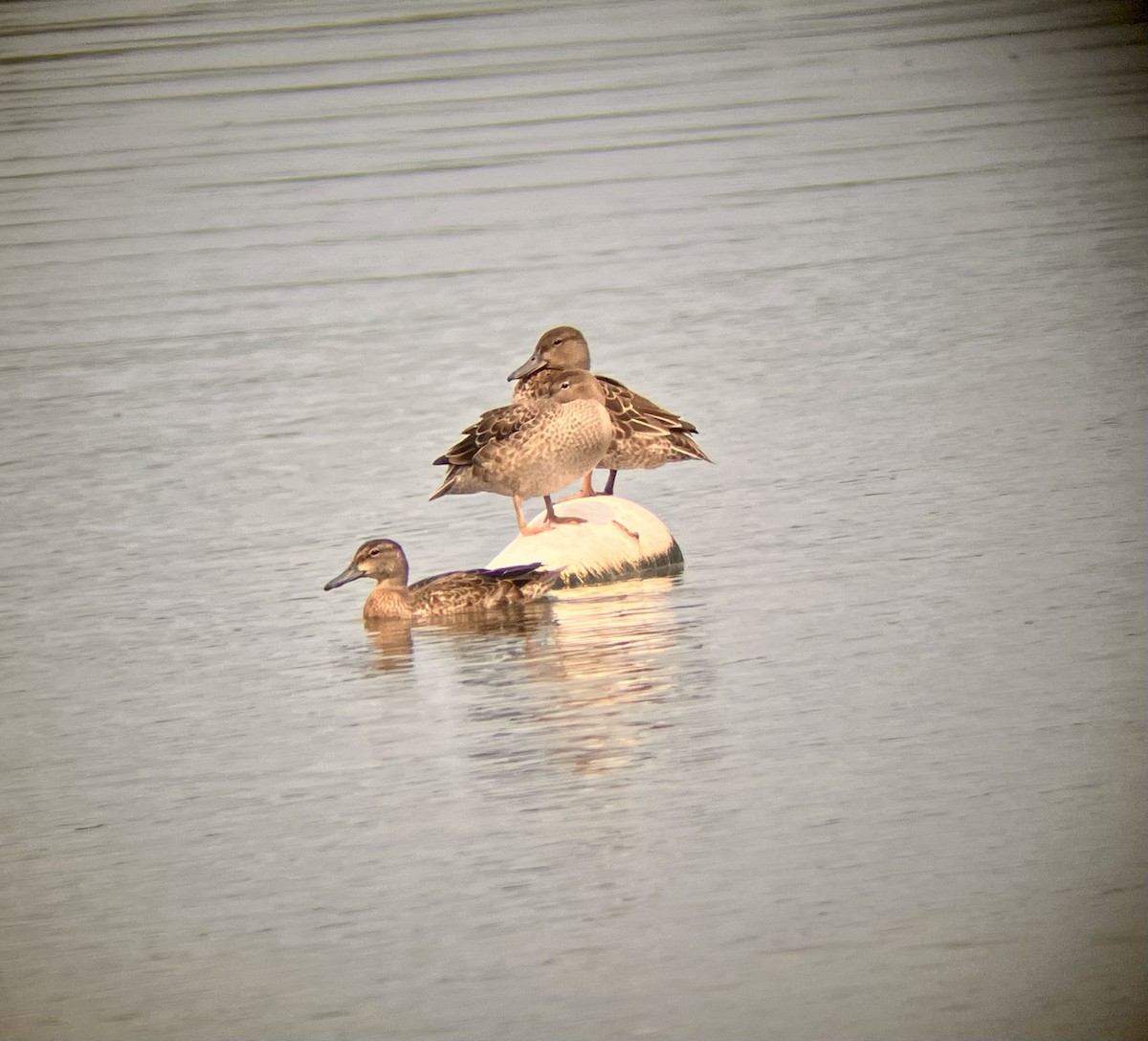 eBird Checklist - 22 Aug 2023 - Arcata Marsh--Oxidation Ponds - 38 species