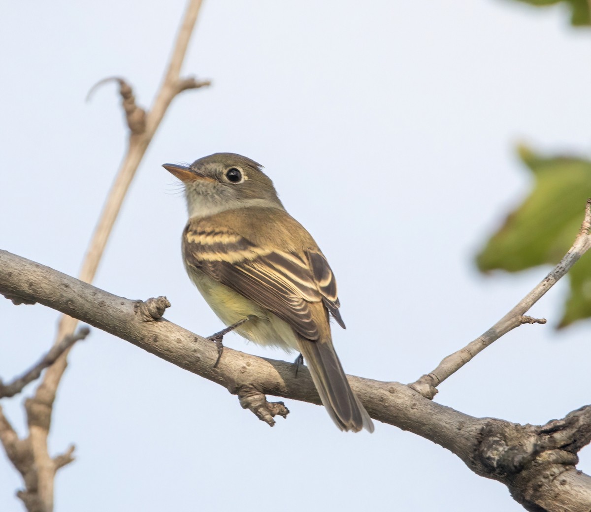 eBird Checklist - 22 Aug 2023 - Green-Wood Cemetery, Brooklyn - 4 species eBird Checklist - 22 Aug 2023 - Green-Wood Cemetery, Brooklyn - 4 species
