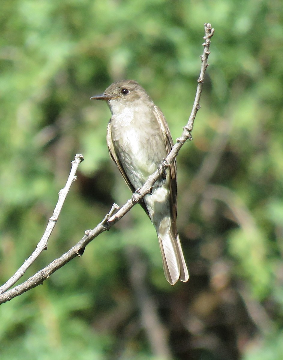 eBird Checklist - 22 Aug 2023 - Cibola NF--Cienega Canyon Picnic Area ...