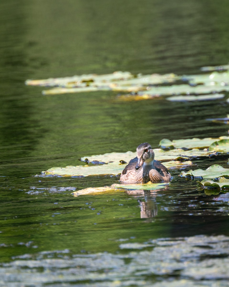 eBird Checklist - 20 Aug 2023 - Garret Mountain Reservation (Park) - 23 ...