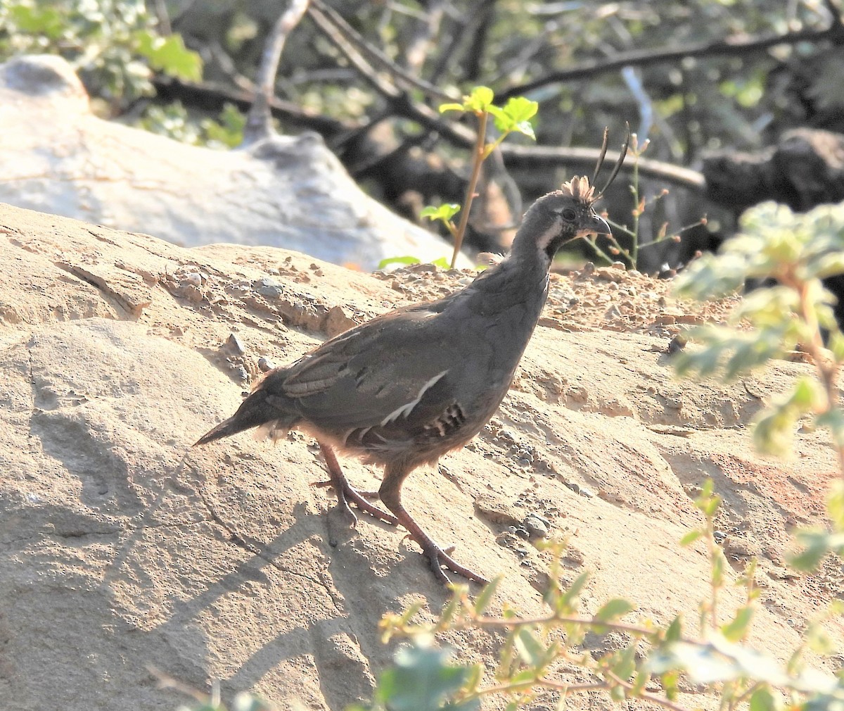 eBird Checklist - 22 Aug 2023 - Blue Ridge Rd.--MP 7.1 - 7.2 (SOL Co ...