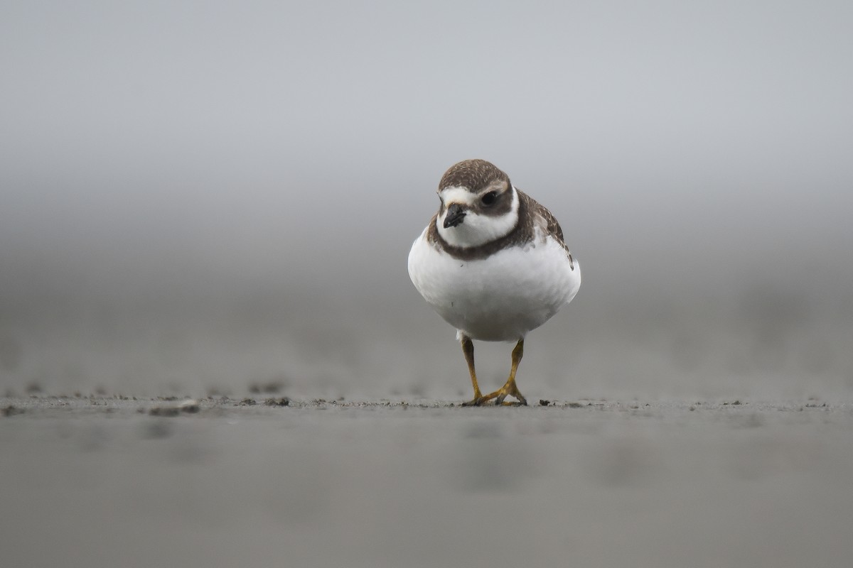 eBird Checklist - 17 Aug 2023 - Clam and Little River State Beach - 14 ...