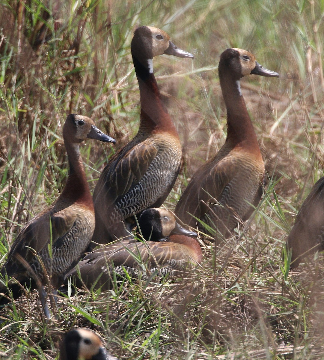 Vermont eBird Checklist - 11 Aug 2023 - Kajumbura/Kandaro Road - 54 species