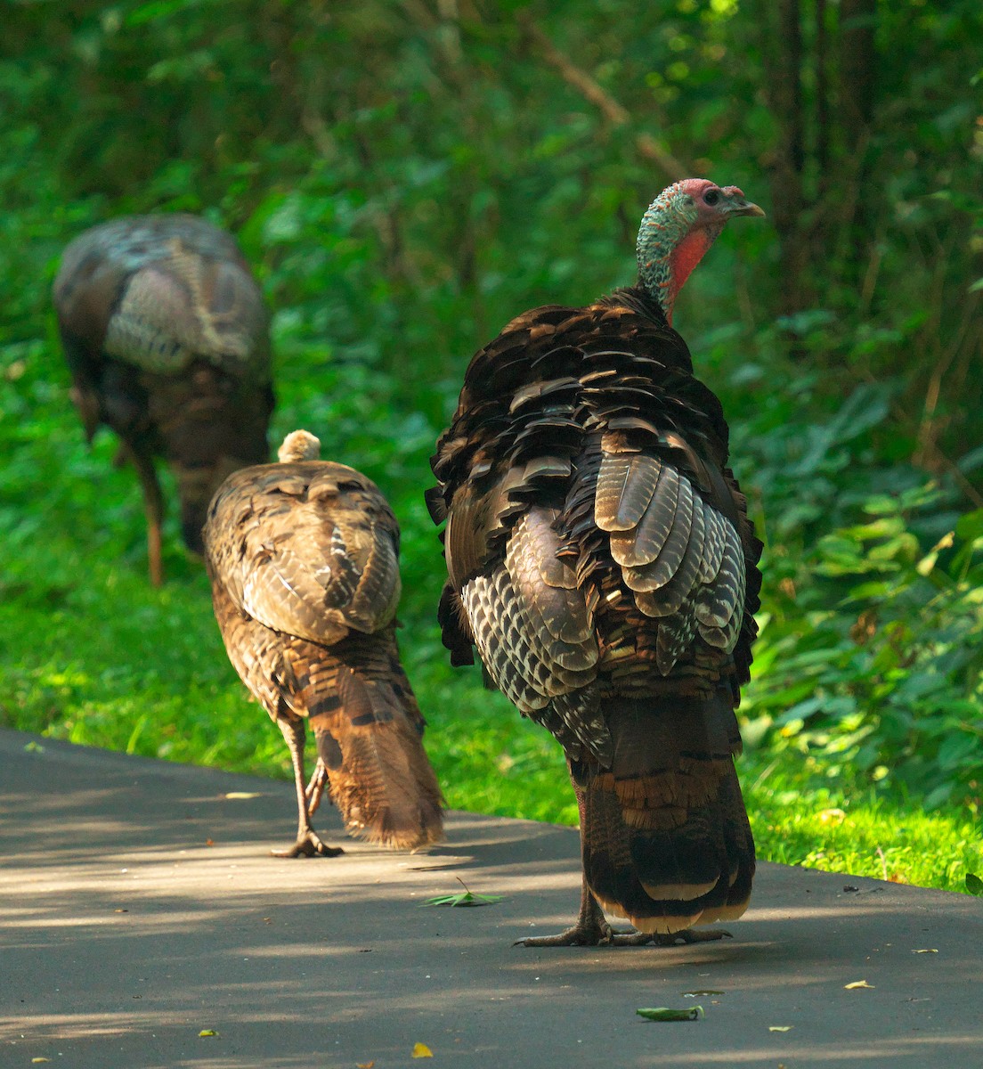 eBird Checklist - 22 Aug 2023 - Oak Park Dr - 1 species eBird Checklist - 22 Aug 2023 - Oak Park Dr - 1 species