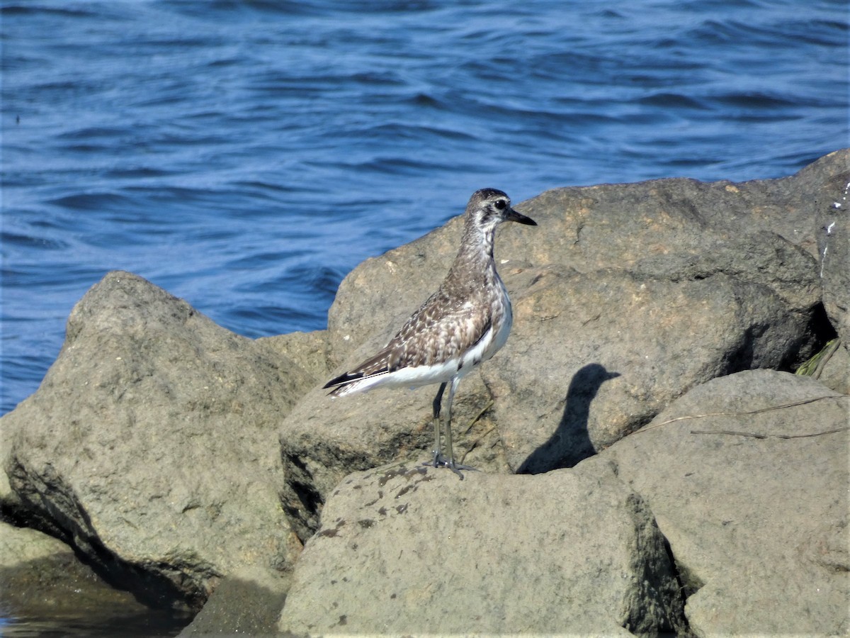 eBird Checklist - 23 Aug 2023 - **Back Bay NWR - 29 species