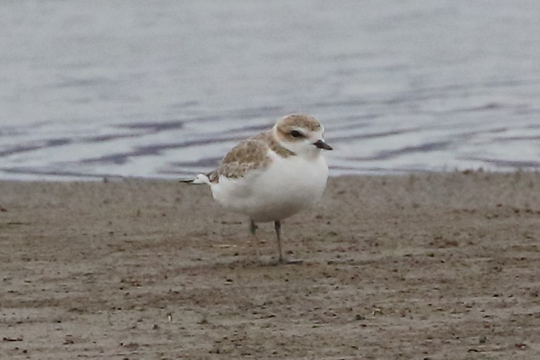eBird Checklist - 20 Aug 2023 - Pyramid Lake delta area - 45 species