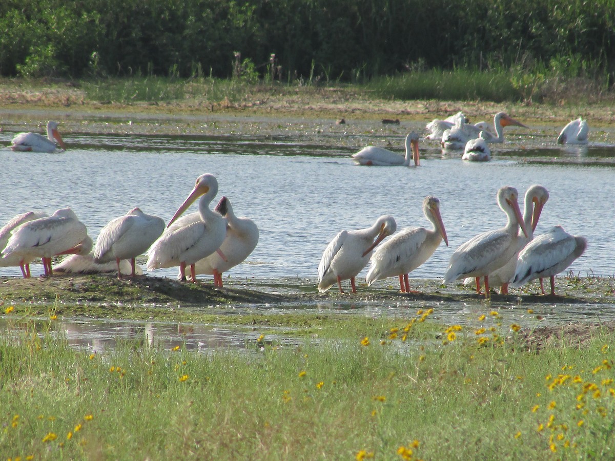 eBird Checklist - 22 Aug 2023 - Rocky Mountain Arsenal NWR - 58 species