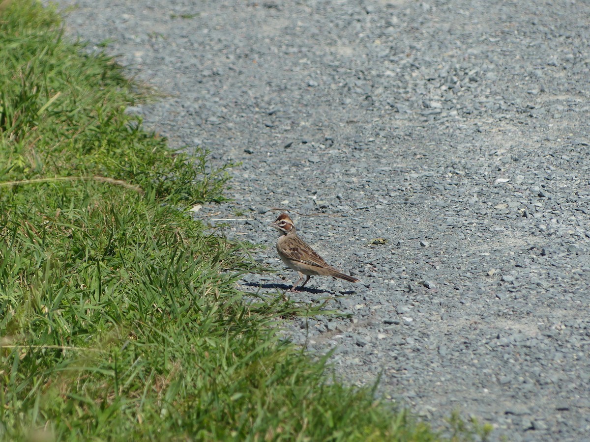 Mass Audubon eBird Checklist - 23 Aug 2023 - Daniel Webster Wildlife ...