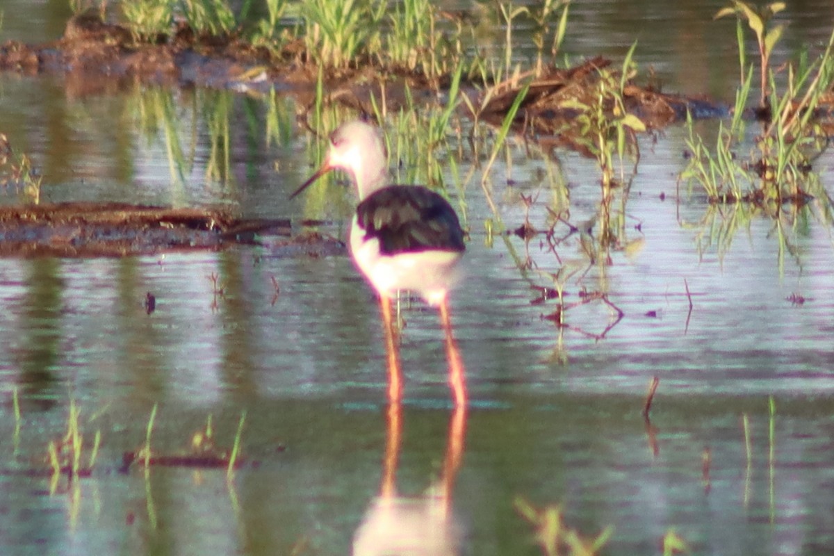eBird Checklist - 24 Aug 2023 - Malingin, Bago City - 4 species (+1 ...