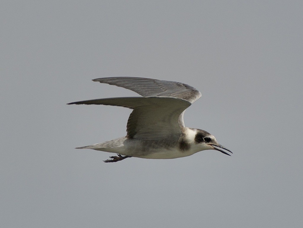 eBird Checklist - 22 Aug 2023 - San Carlos Lake--IR 572 - 10 species ...