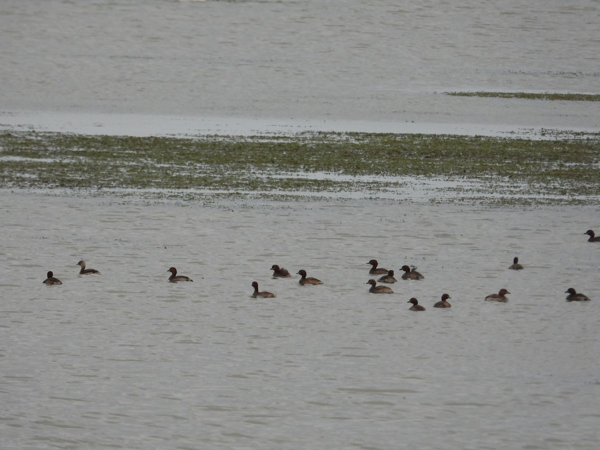 eBird Checklist - 24 Aug 2022 - 横沙东滩 (Hengsha Dongtan) - 52 species