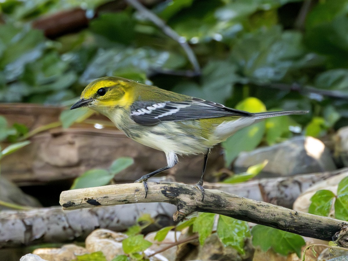 eBird Checklist - 24 Aug 2023 - Swanson Yard - 13 species