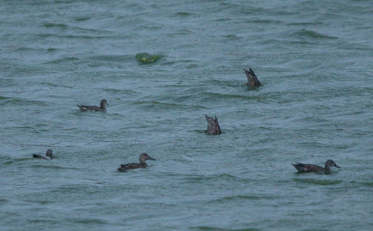 eBird Checklist - 20 Aug 2023 - North Shore Area, Riverside, CA - 59 ...