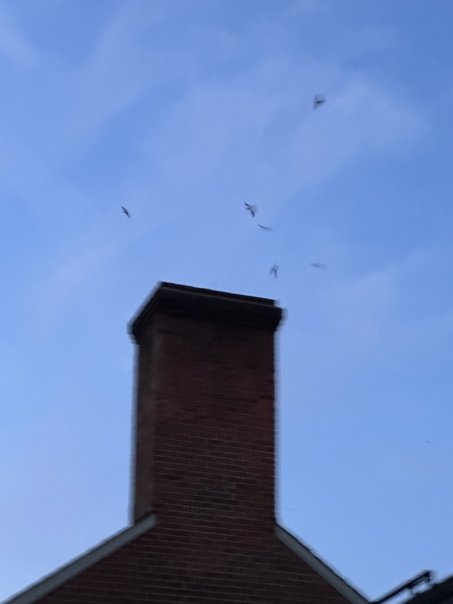 eBird Checklist - 23 Aug 2023 - Blue Talon Restaurant - 1 species