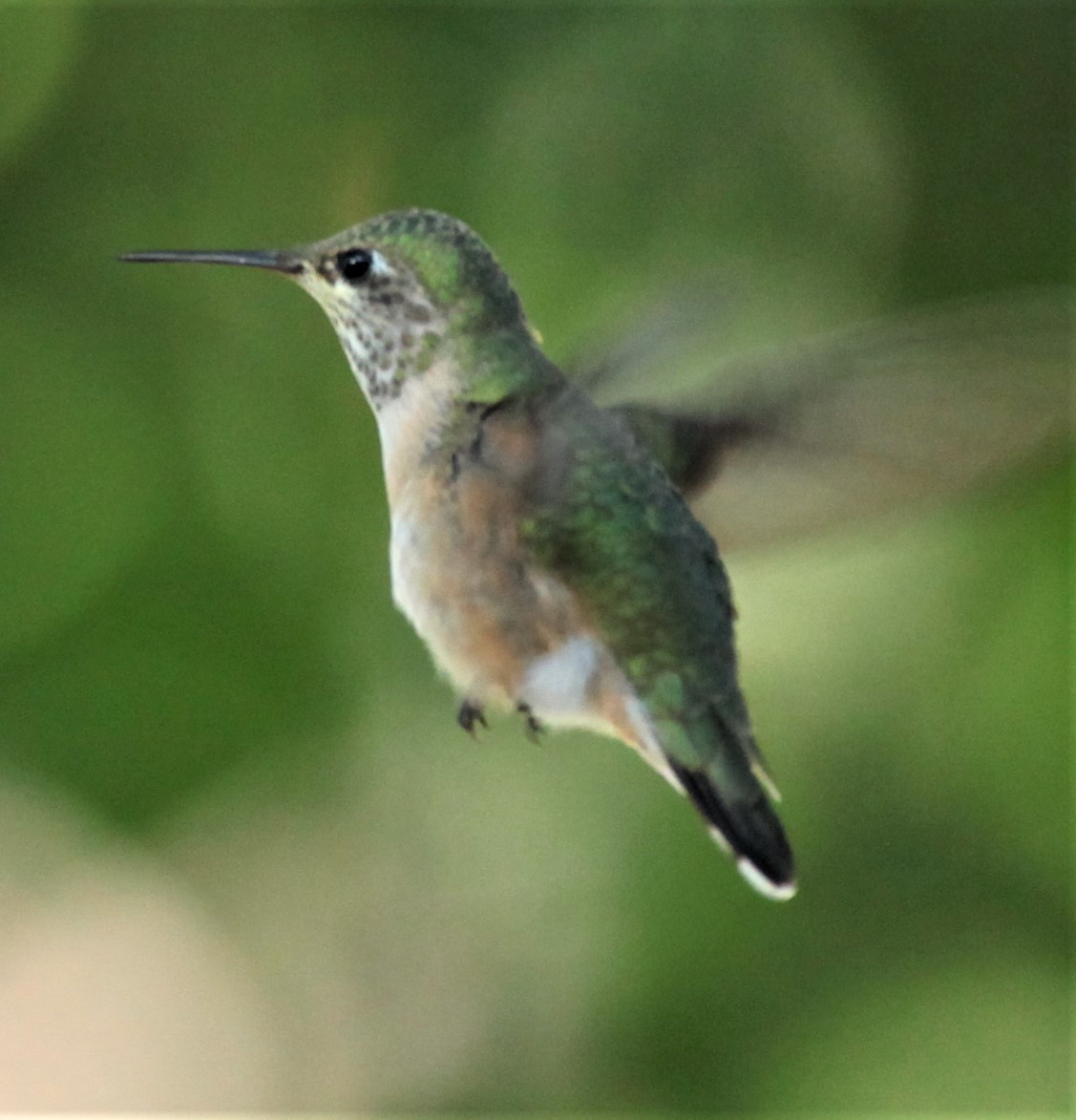 eBird Checklist - 24 Aug 2023 - 1. Mule Pass Yard - 41 species