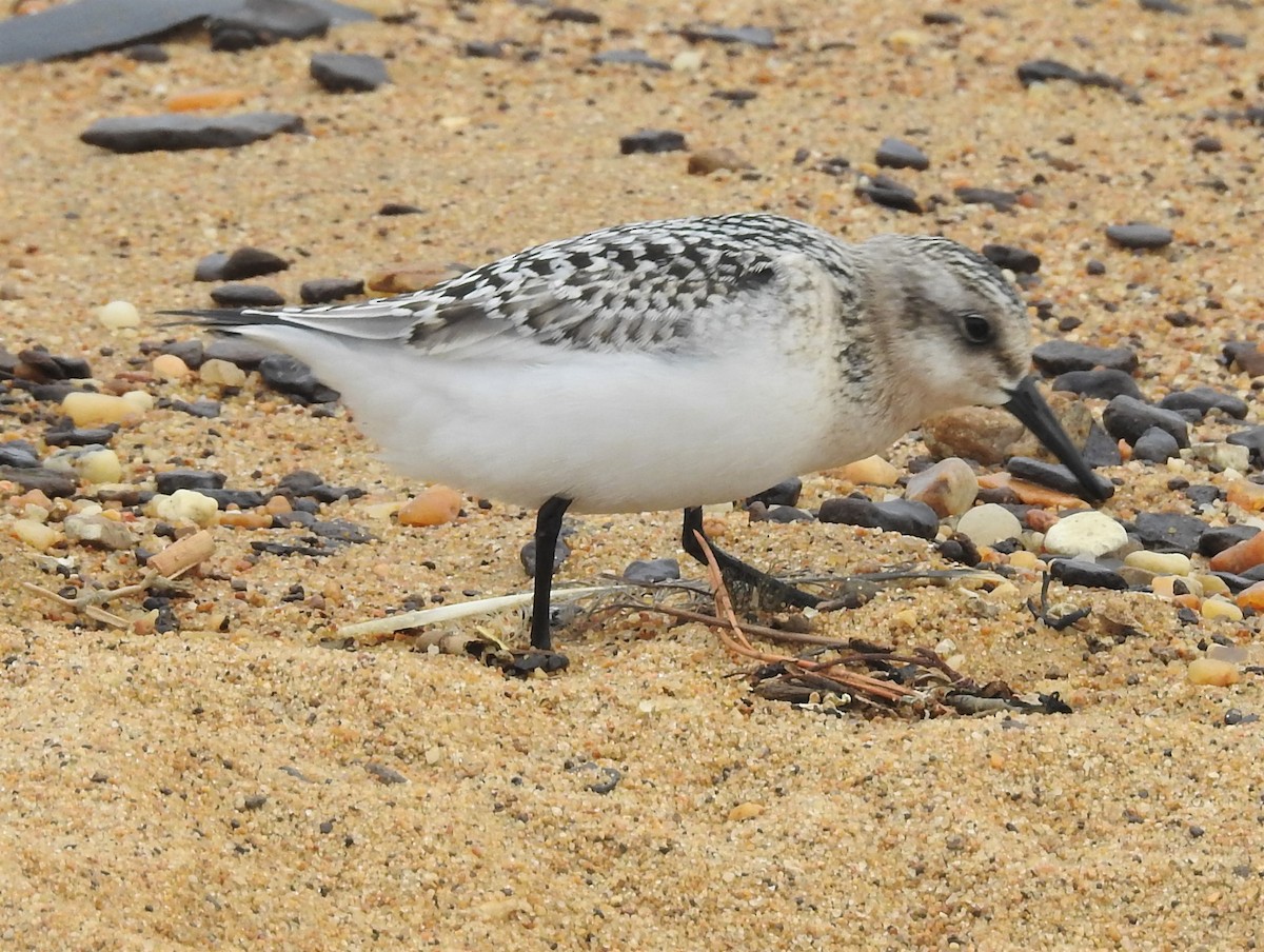 eBird Checklist - 24 Aug 2023 - Sandy Point State Park - 18 species
