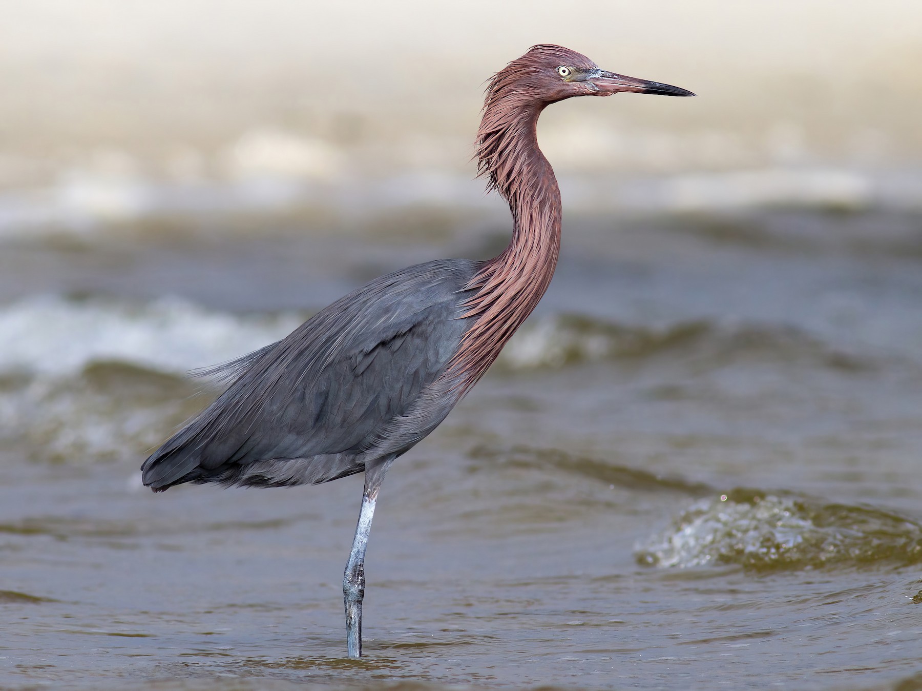 Red Heron Bird