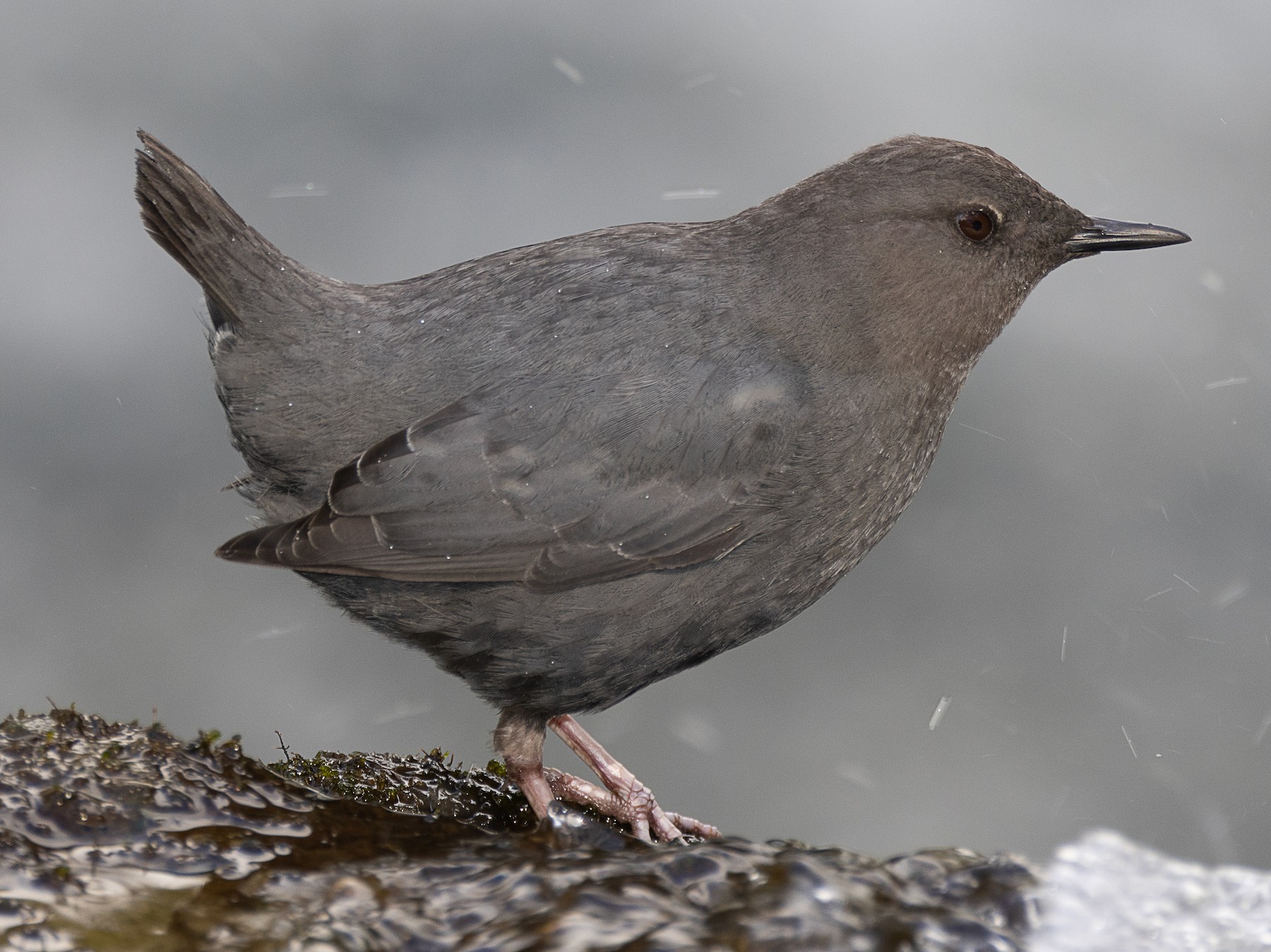 American Dipper - eBird