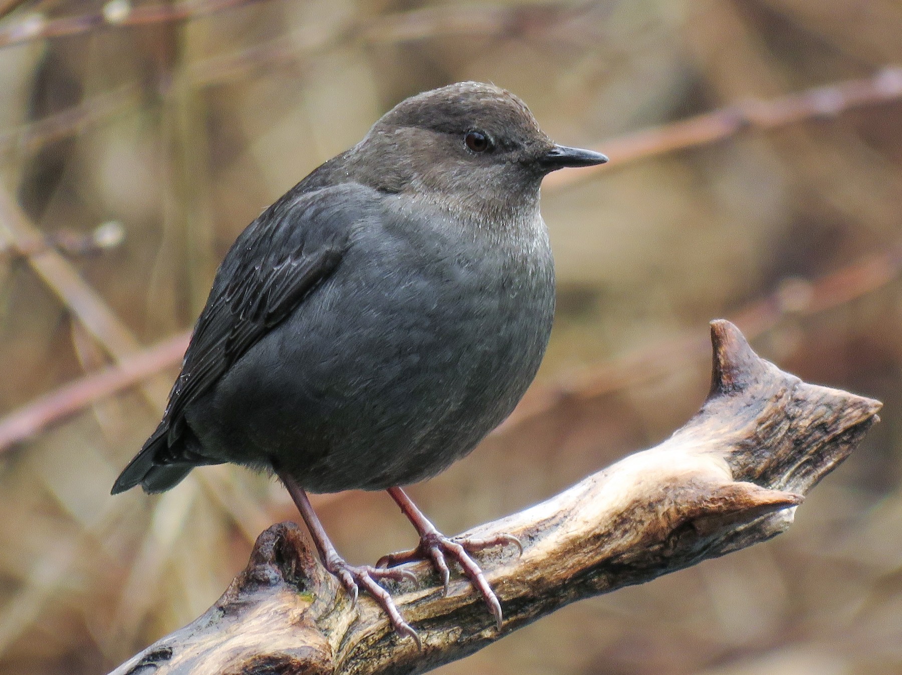 American Dipper - eBird