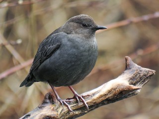American Dipper - eBird